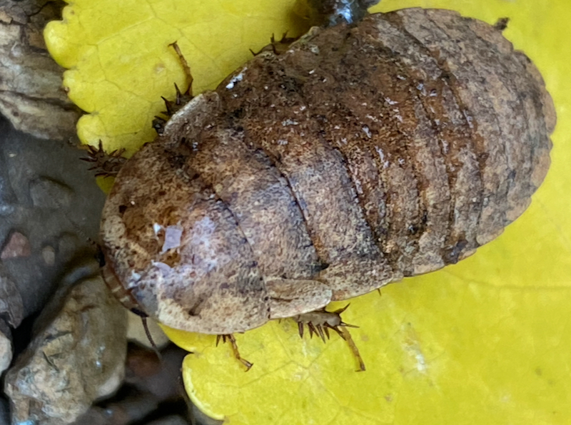 Trilobite roach • Flinders Ranges Field Naturalists