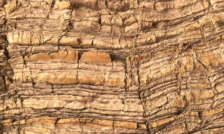 Green Carab Beetle • Flinders Ranges Field Naturalists