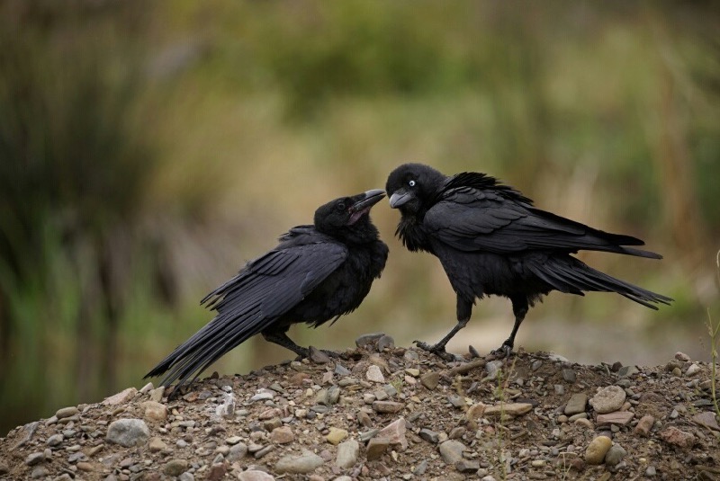 Australian Ravens: Brachina Gorge • Flinders Ranges Field Naturalists