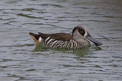 Pink-eared Duck: Aroona Dam • Flinders Ranges Field Naturalists
