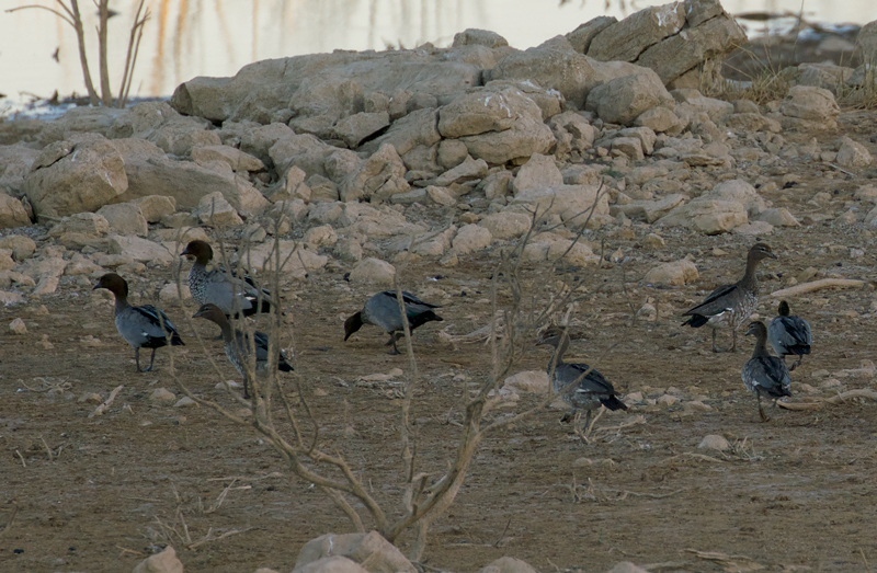Australian Wood Duck: Copley Retention Dam • Flinders Ranges Field ...
