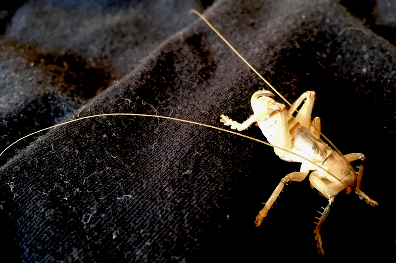 Raspy Cricket • Flinders Ranges Field Naturalists