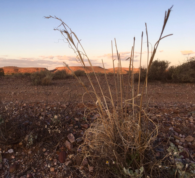 Lemon Scented Grass • Flinders Ranges Field Naturalists