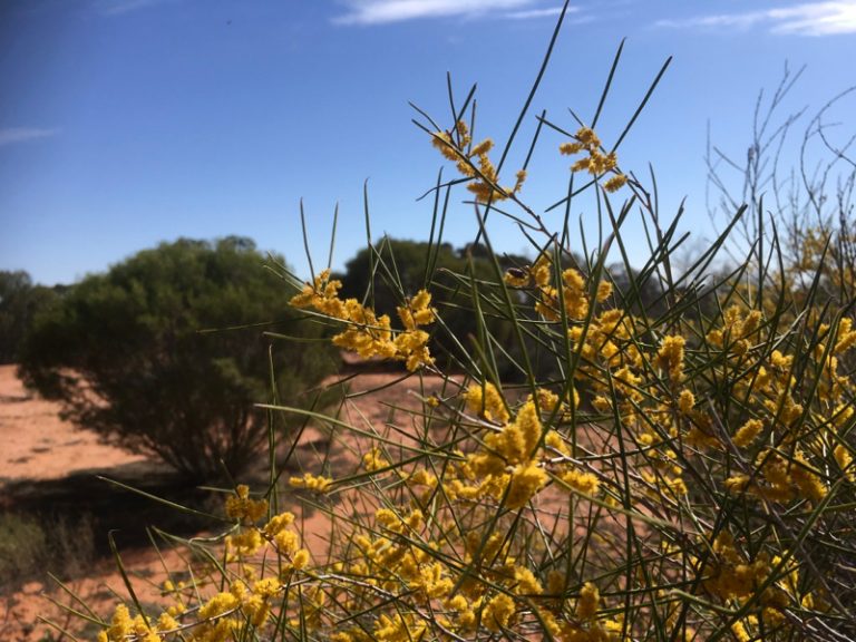 Pinbush Wattle • Flinders Ranges Field Naturalists