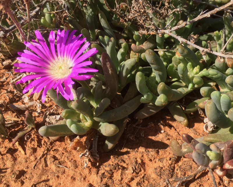 Rounded Noon-Flower • Flinders Ranges Field Naturalists
