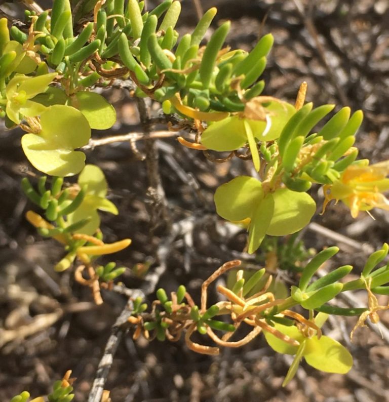 Soapbush flowering: Warraweena • Flinders Ranges Field Naturalists