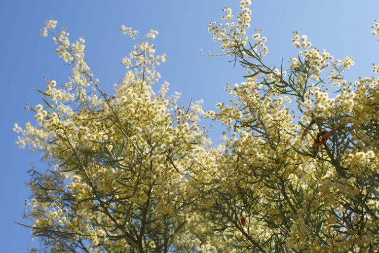 Flora Archives • Flinders Ranges Field Naturalists