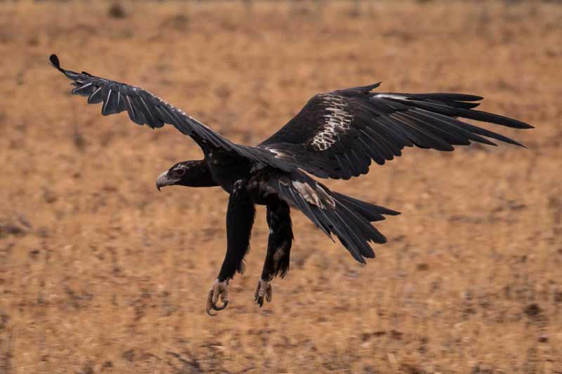 Wedge-tailed Eagle: Hawker • Flinders Ranges Field Naturalists