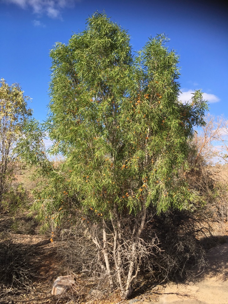 Native Apricot • Flinders Ranges Field Naturalists