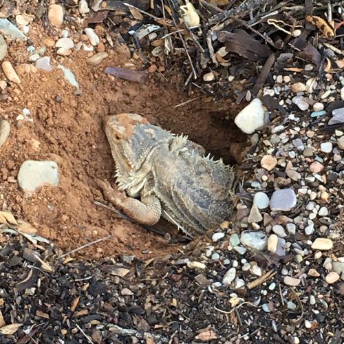 Central Bearded Dragon burrowing • Flinders Ranges Field Naturalists