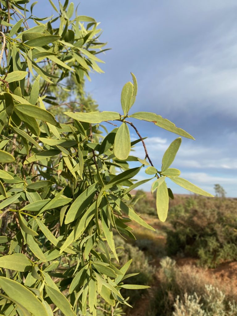 Native Plum fruiting • Flinders Ranges Field Naturalists