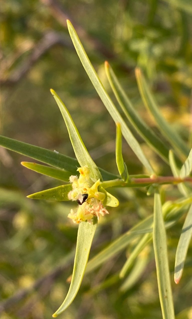 Shrubby Rice-flower • Flinders Ranges Field Naturalists