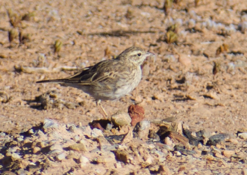Little Grassbird • Flinders Ranges Field Naturalists