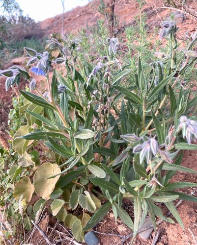 Flora Archives • Page 20 of 28 • Flinders Ranges Field Naturalists