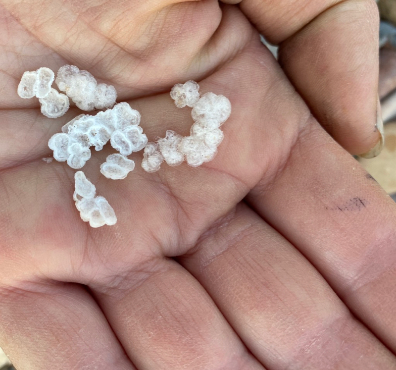 Lerps on Eucalyptus • Flinders Ranges Field Naturalists