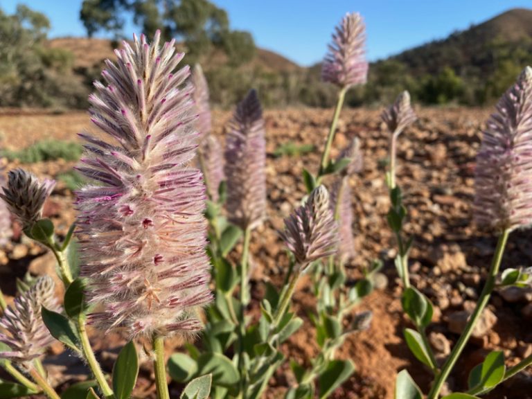 Flora Archives • Page 20 of 28 • Flinders Ranges Field Naturalists