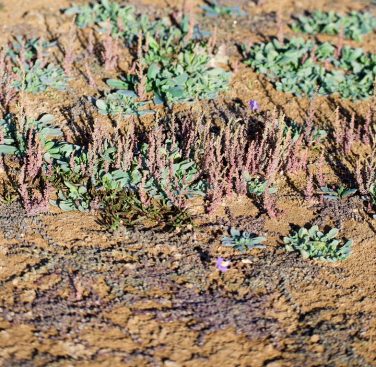 Flora Archives • Page 19 of 29 • Flinders Ranges Field Naturalists