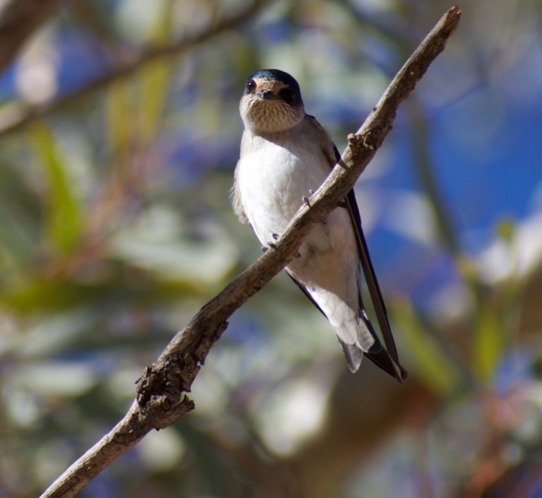 Tree Martin: Gammon Ranges • Flinders Ranges Field Naturalists