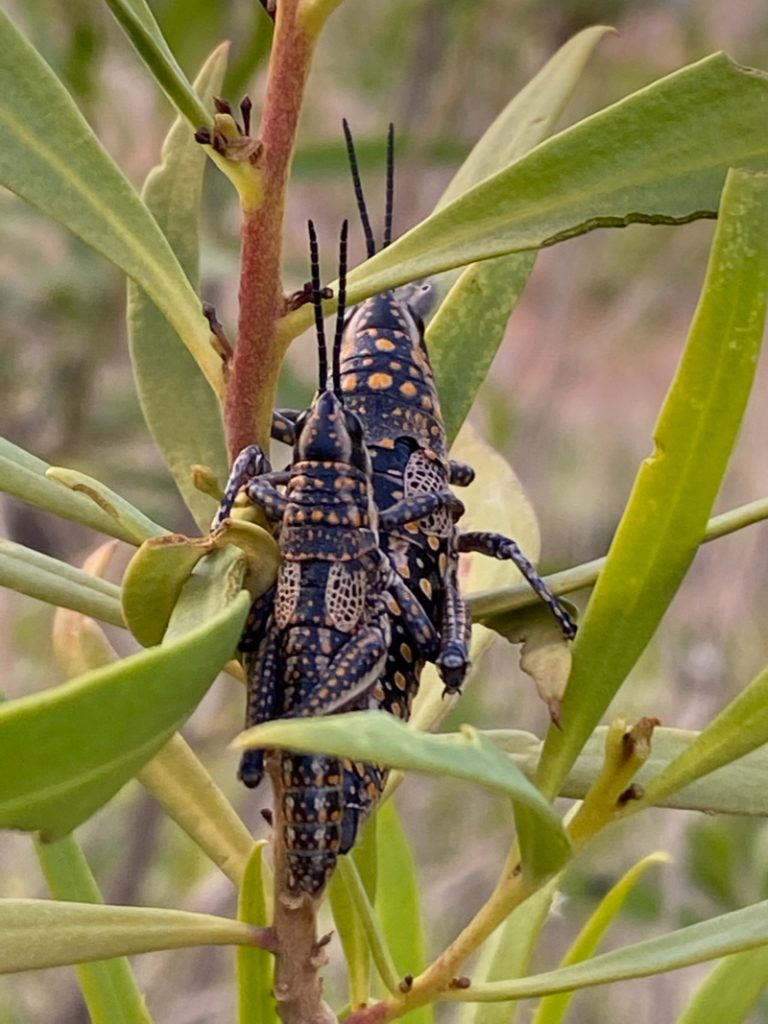 Insect coupling • Flinders Ranges Field Naturalists