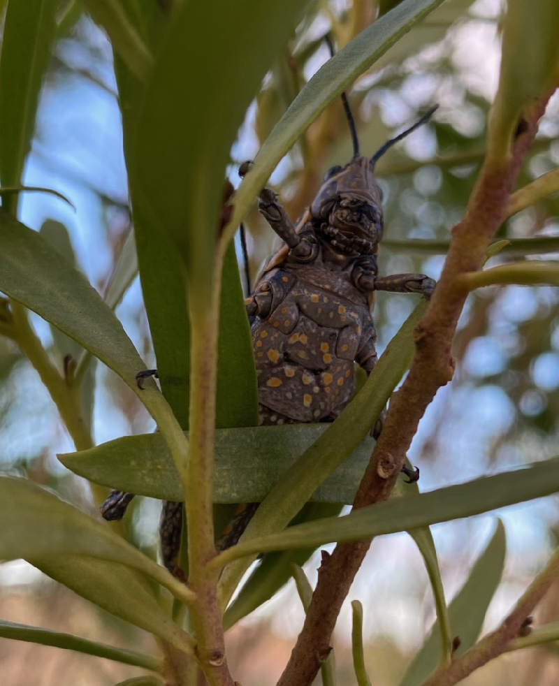 Insect coupling • Flinders Ranges Field Naturalists
