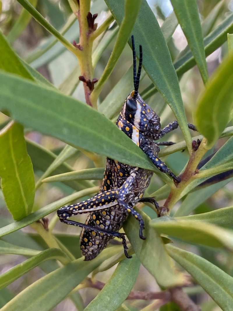 Insect coupling • Flinders Ranges Field Naturalists