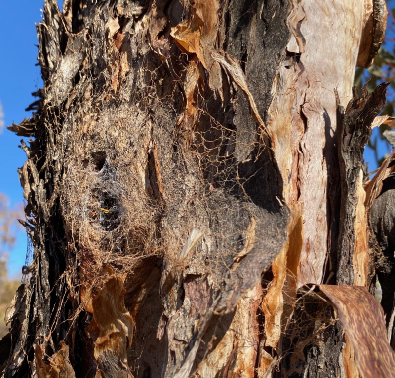 Red Mallee • Flinders Ranges Field Naturalists
