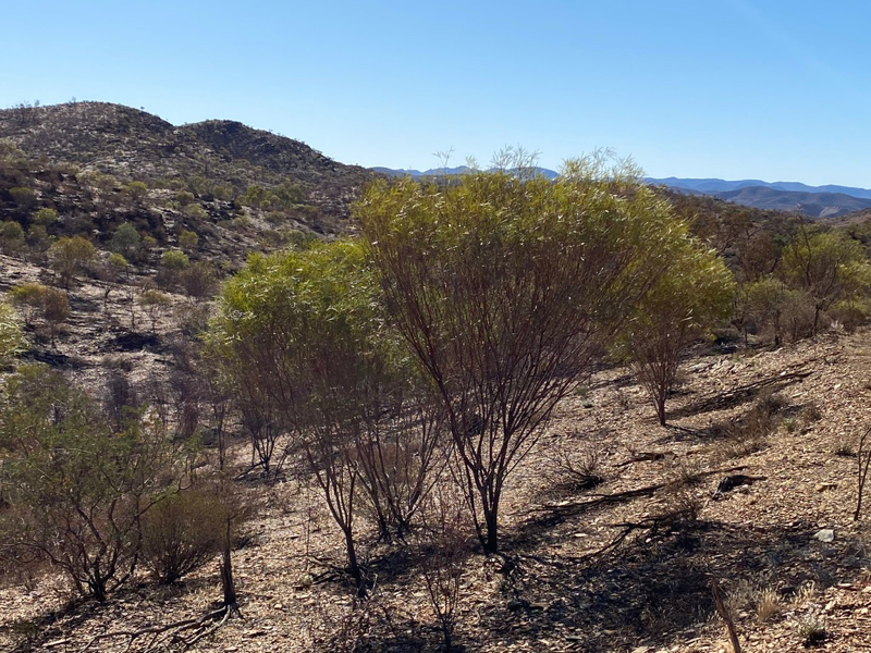 Acacia Rivalis: Gammon Ranges • Flinders Ranges Field Naturalists