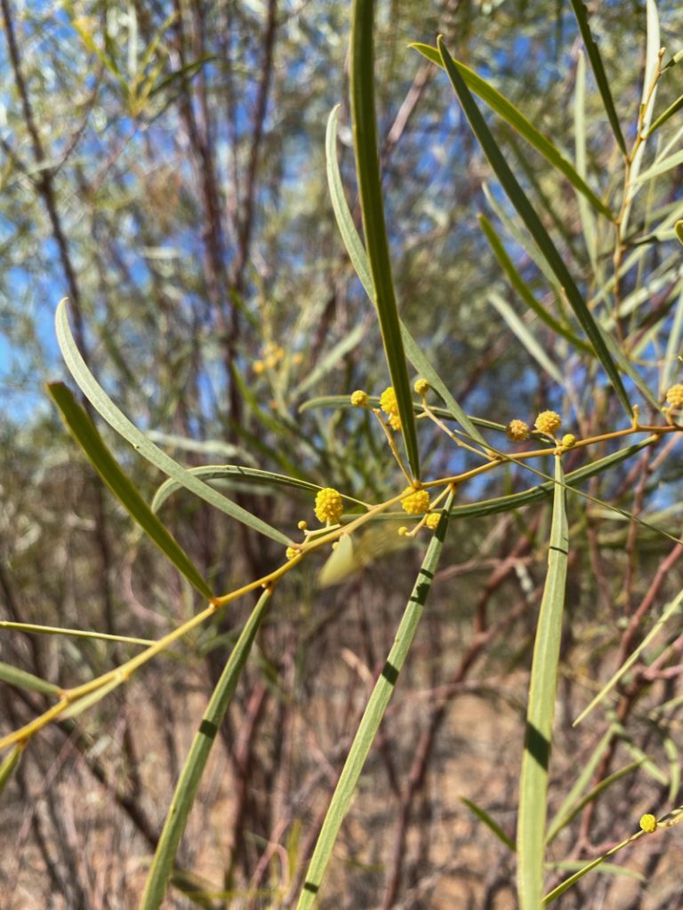 Acacia Rivalis: Gammon Ranges • Flinders Ranges Field Naturalists