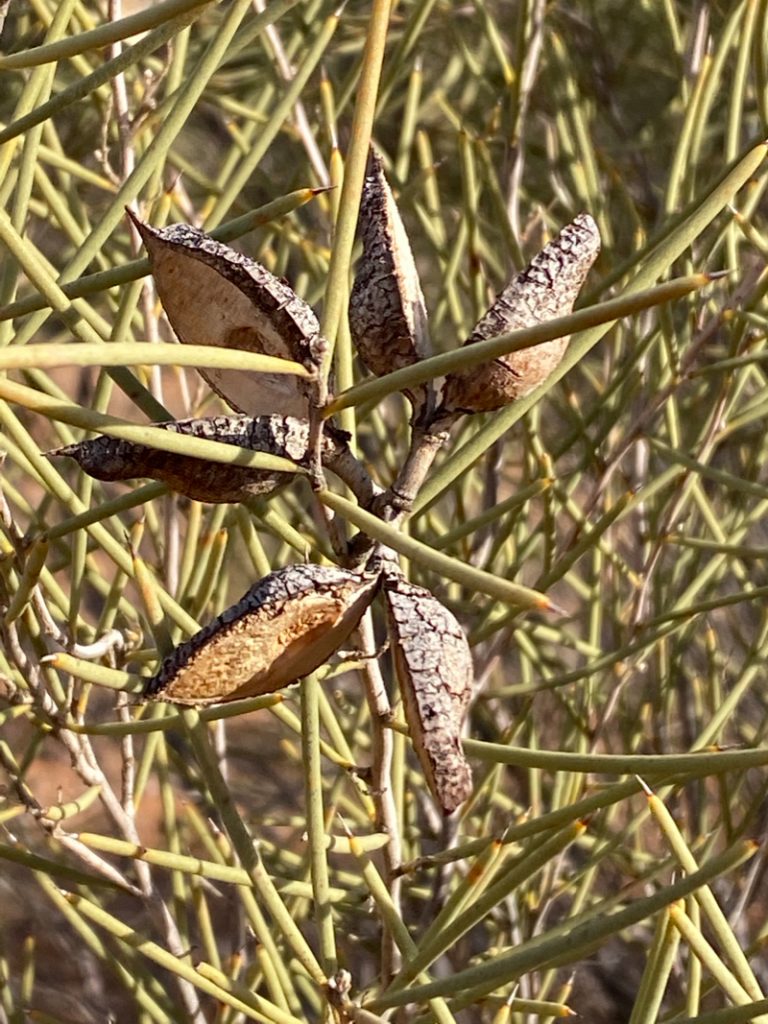 Flora Archives • Page 20 of 28 • Flinders Ranges Field Naturalists