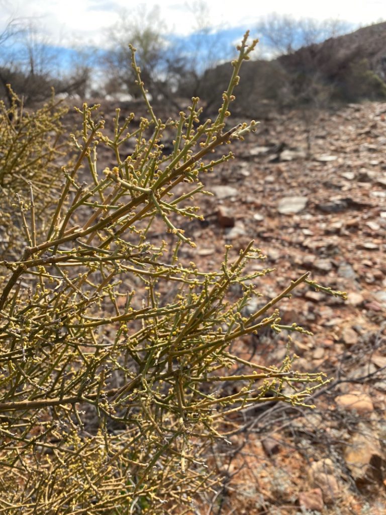 Flora Archives • Page 20 of 28 • Flinders Ranges Field Naturalists