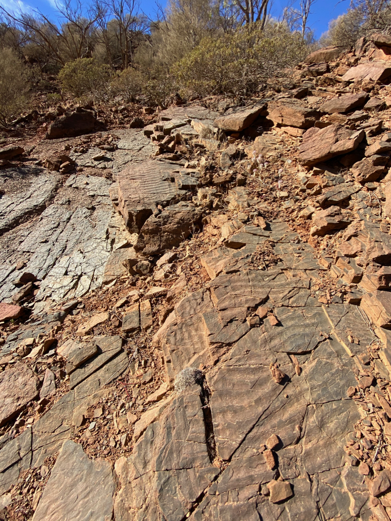 Ripple rocks: Arkaroola • Flinders Ranges Field Naturalists