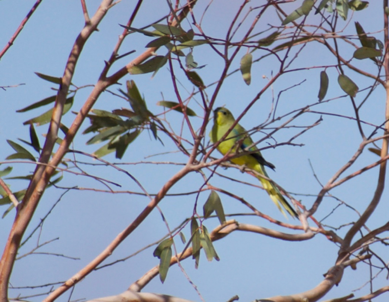 Elegant Parrot • Flinders Ranges Field Naturalists