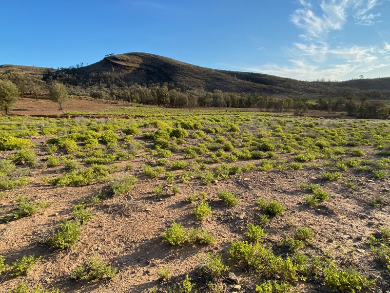 Flora Archives • Page 19 of 30 • Flinders Ranges Field Naturalists