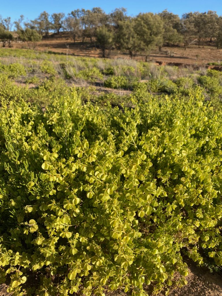 Flora Archives • Page 19 of 30 • Flinders Ranges Field Naturalists