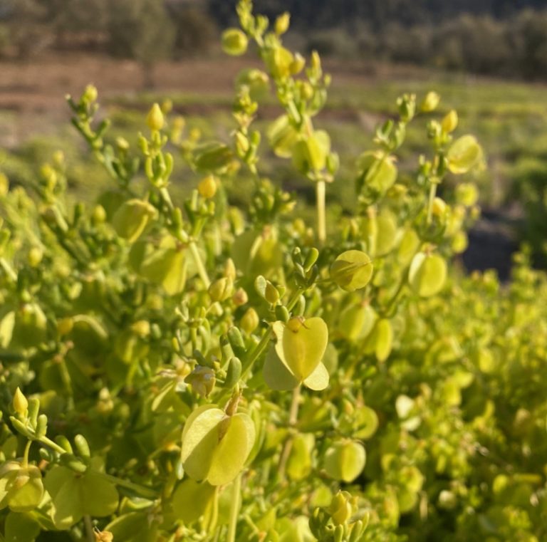 Flora Archives • Page 19 of 30 • Flinders Ranges Field Naturalists