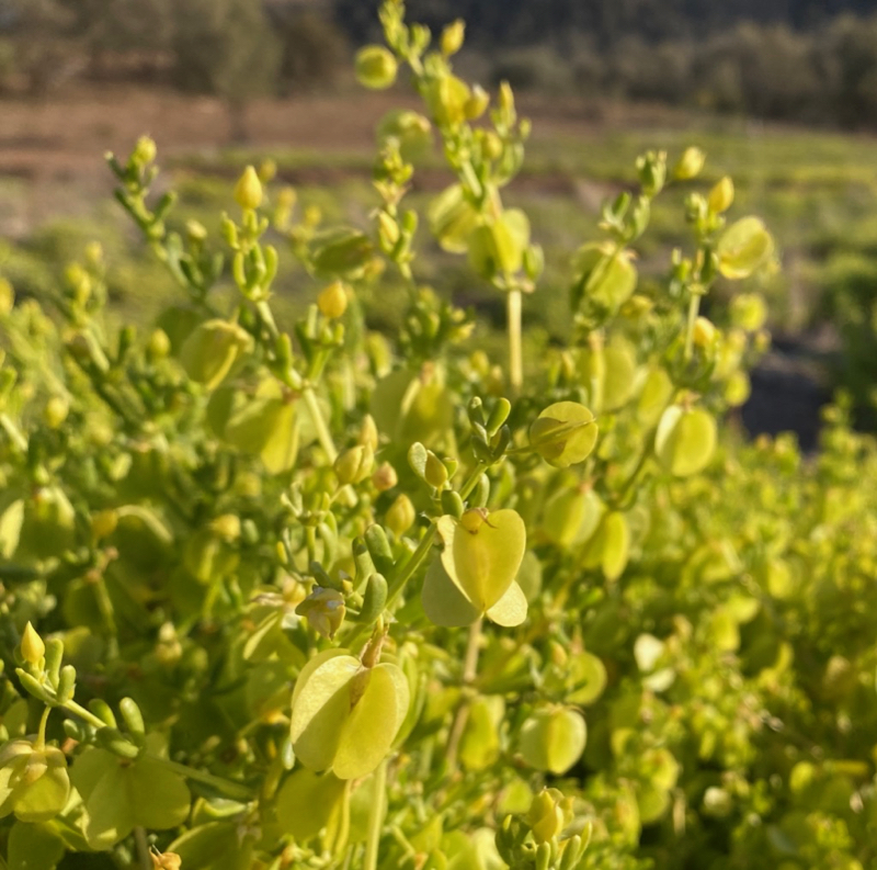 Flora Archives • Page 19 of 30 • Flinders Ranges Field Naturalists