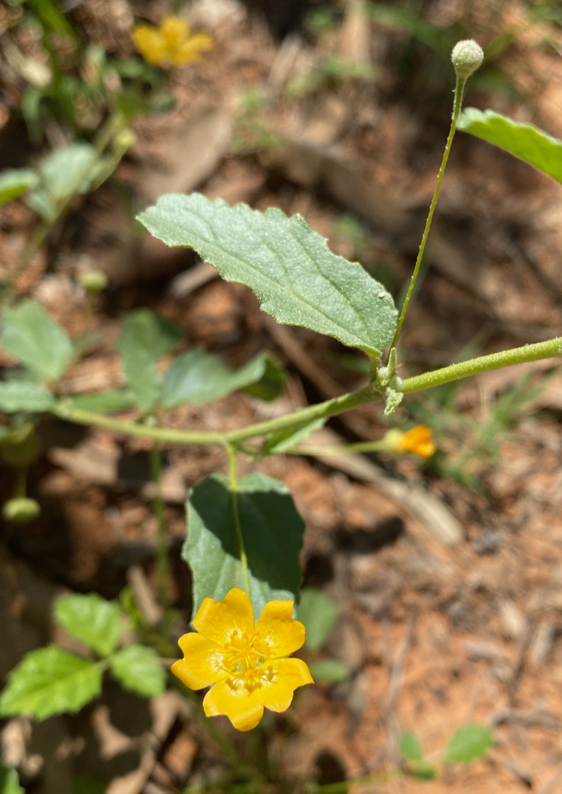 Flora Archives • Page 20 of 30 • Flinders Ranges Field Naturalists