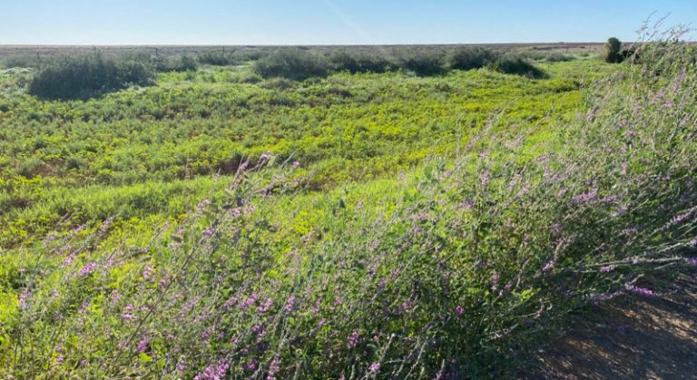 Flora Archives • Page 20 of 30 • Flinders Ranges Field Naturalists