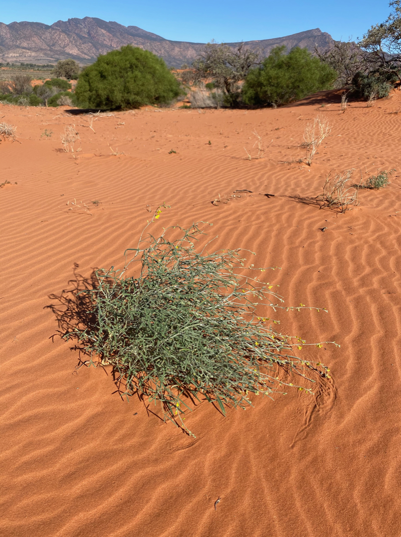 Flora Archives • Page 19 of 30 • Flinders Ranges Field Naturalists
