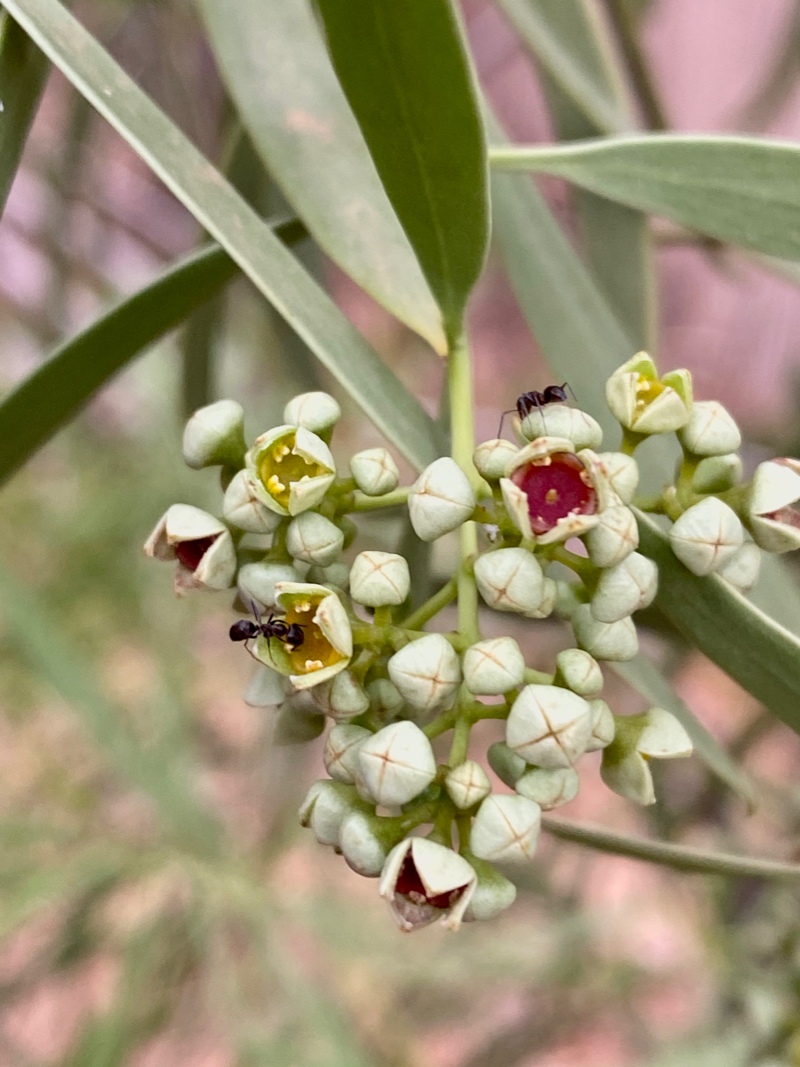 Quandong flowers • Flinders Ranges Field Naturalists