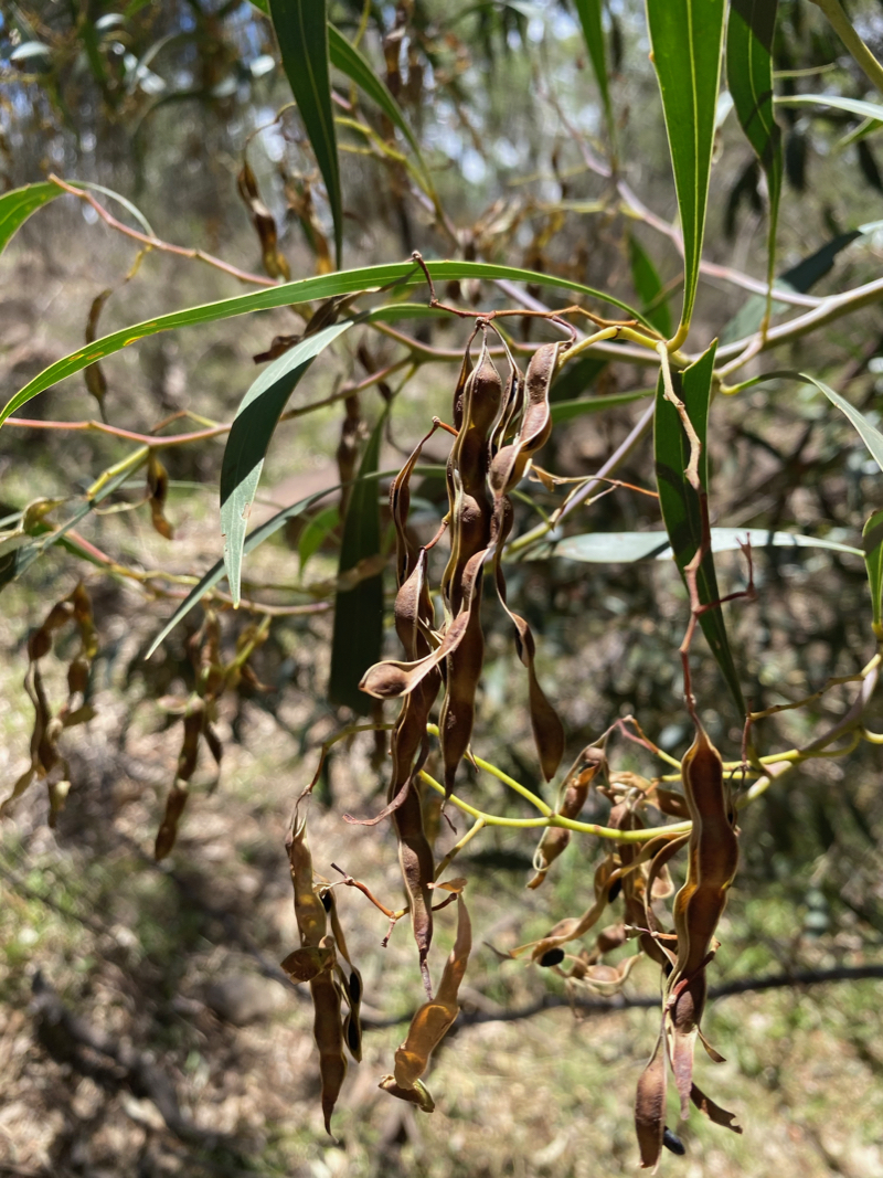 Barrier Range Wattle • Flinders Ranges Field Naturalists