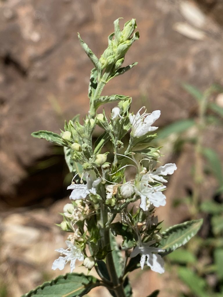 Grey Germander • Flinders Ranges Field Naturalists