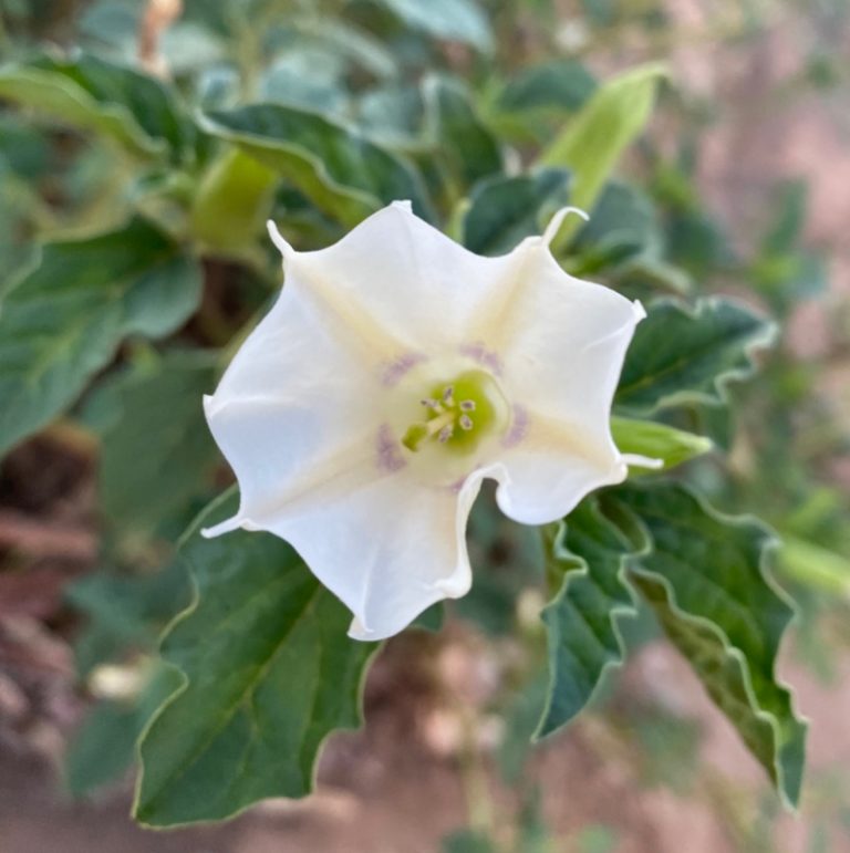 Datura flowers • Flinders Ranges Field Naturalists