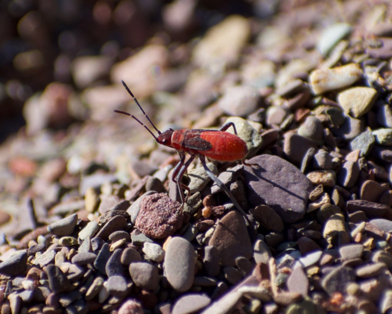 Red Bug: Black Range • Flinders Ranges Field Naturalists