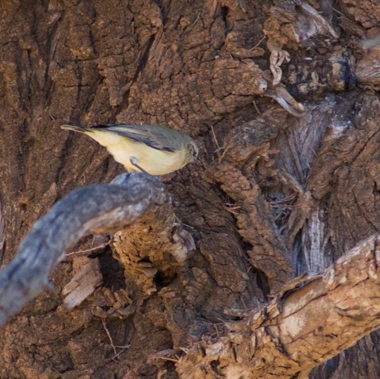 Birds Archives • Flinders Ranges Field Naturalists