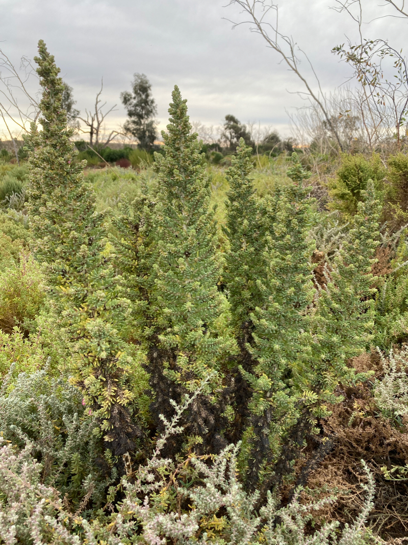Chenopods • Flinders Ranges Field Naturalists