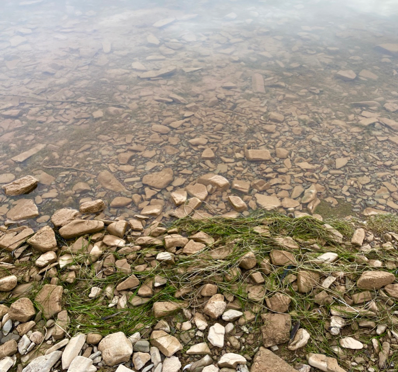 Aquatic grass • Flinders Ranges Field Naturalists