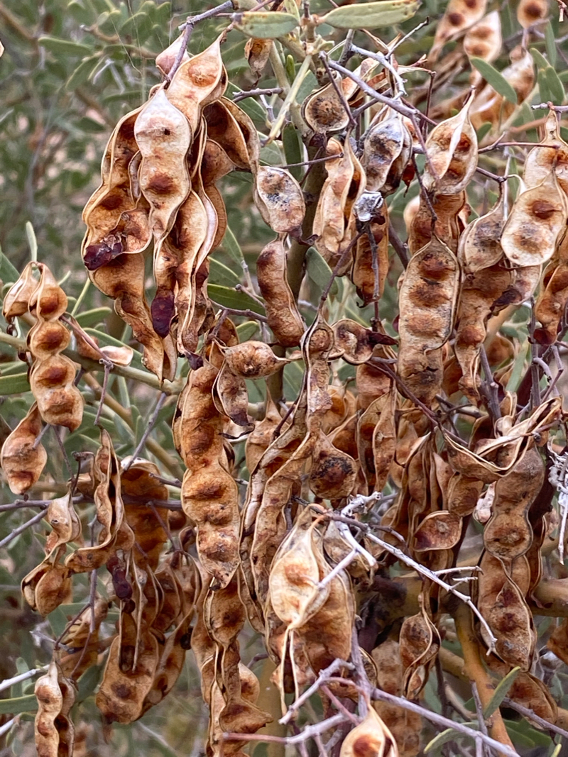 Trees Archives • Flinders Ranges Field Naturalists