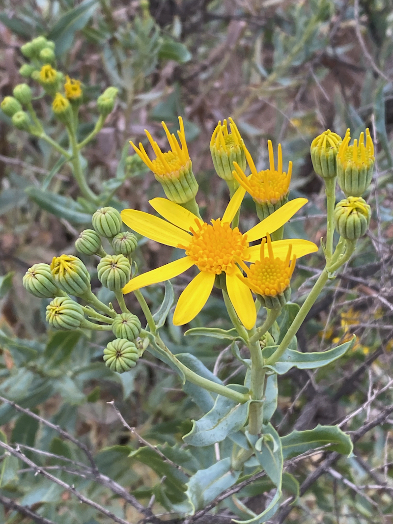Flora Archives • Page 15 of 31 • Flinders Ranges Field Naturalists