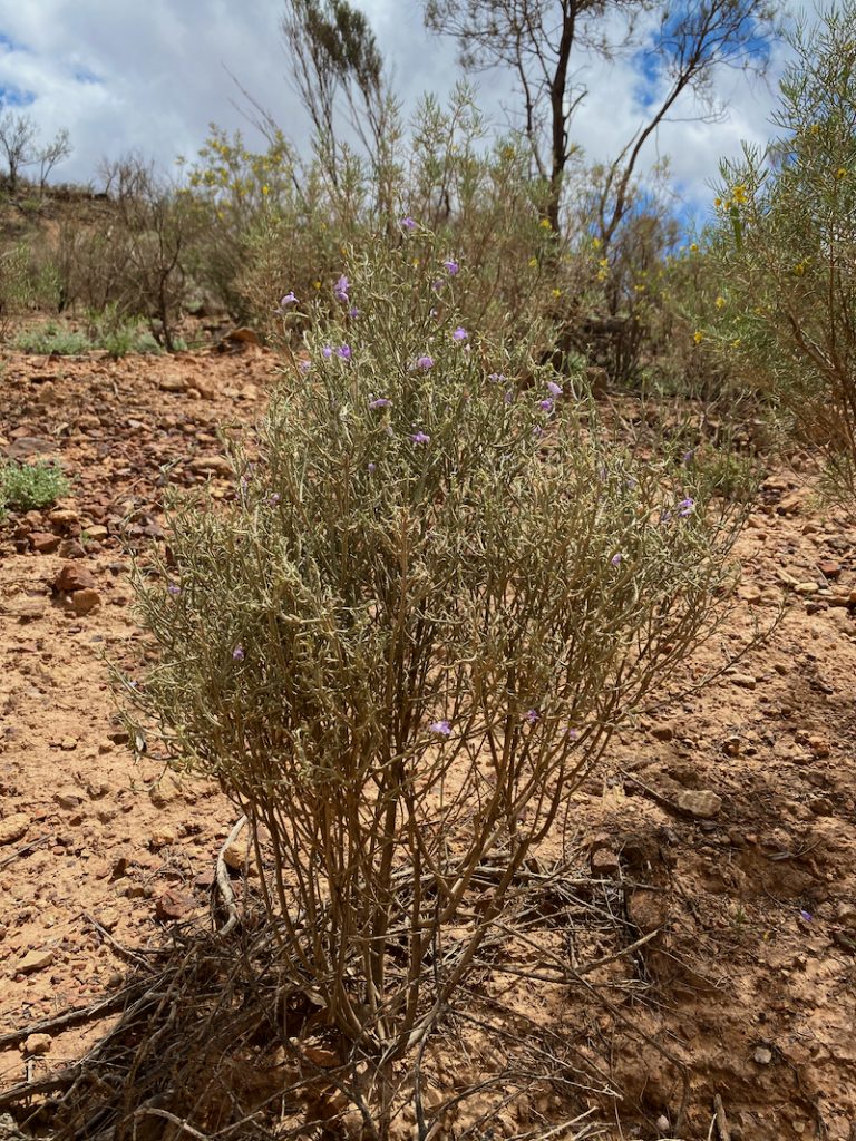 Flora Archives • Page 13 of 30 • Flinders Ranges Field Naturalists